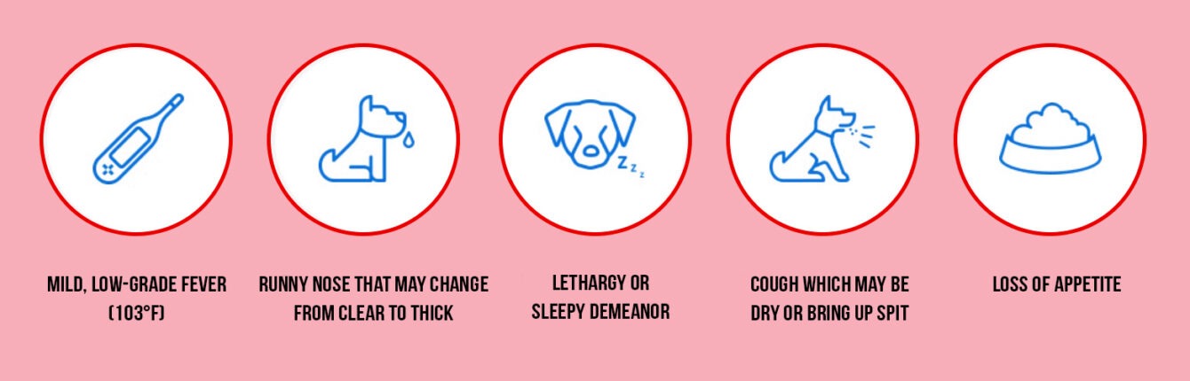 Bark-A-Bout - CANINE FLU